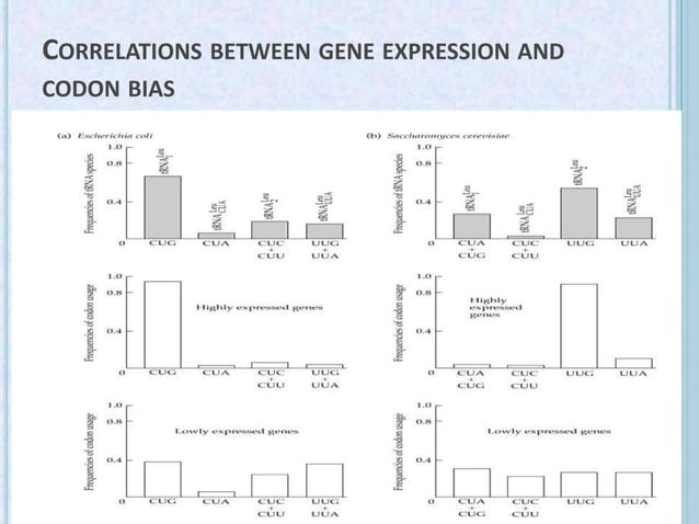 Codon Bias Ppt