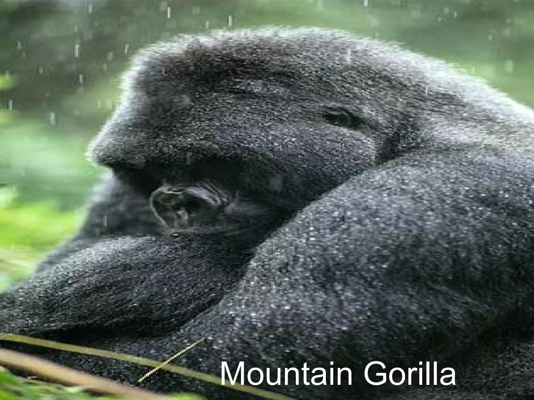 Mountain Gorilla | PPT