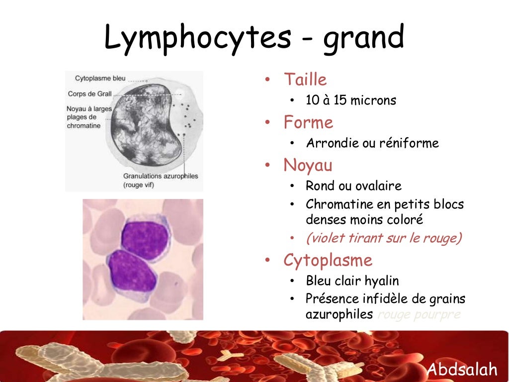 les leucocytes
