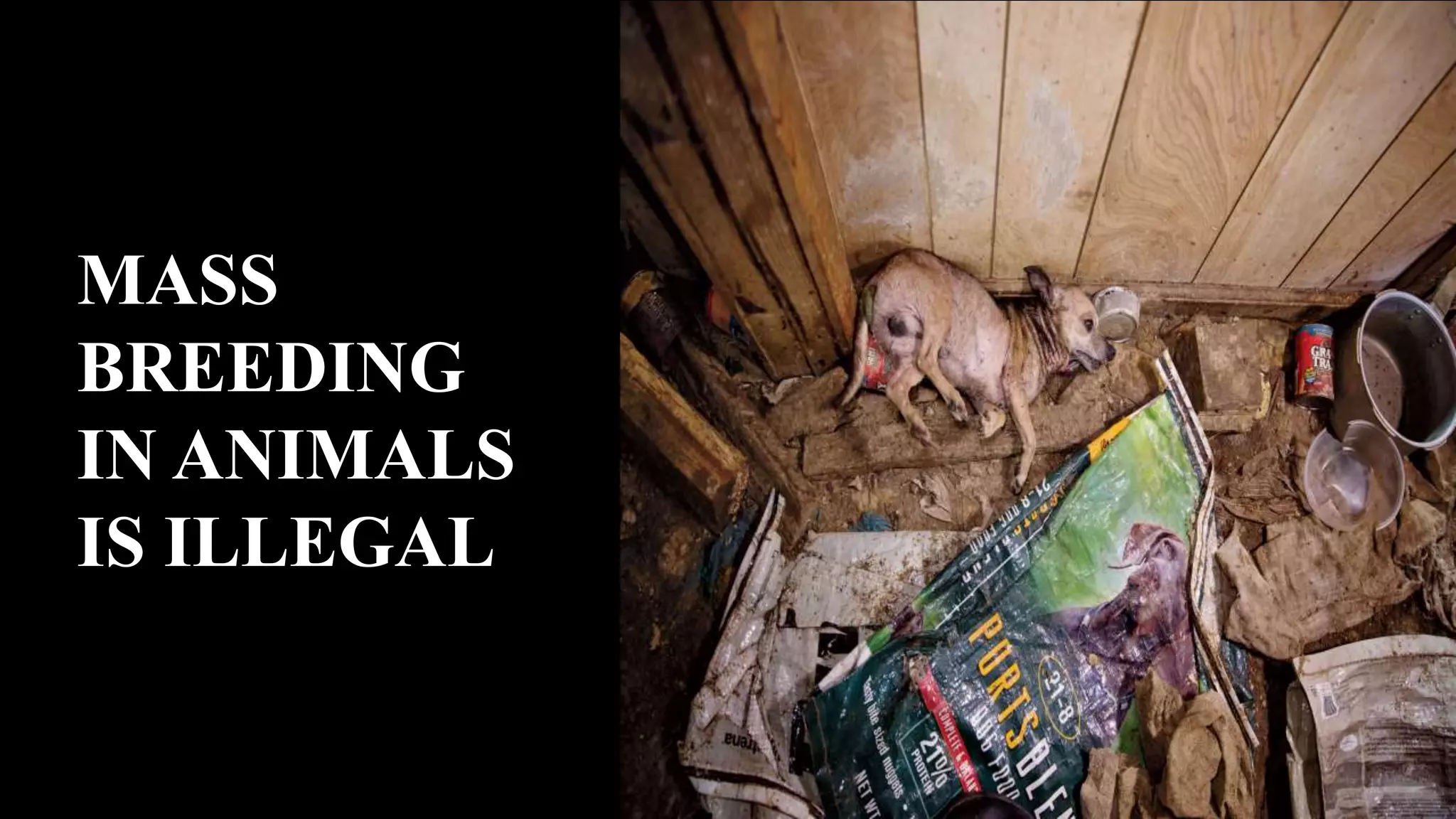 Mass Breeding in Animals is Illegal.pptx