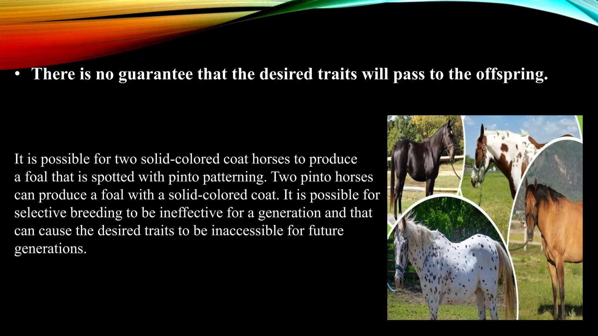 Mass Breeding in Animals is Illegal.pptx