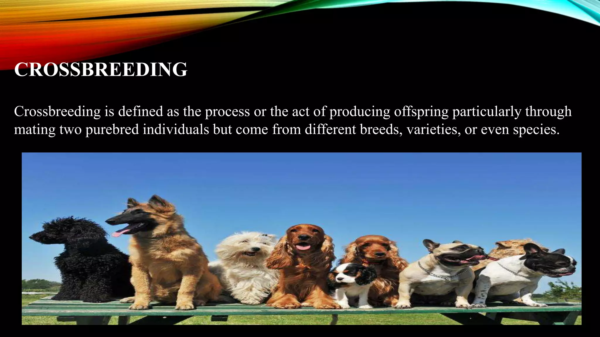 Mass Breeding in Animals is Illegal.pptx