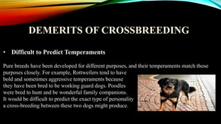 Mass Breeding in Animals is Illegal.pptx