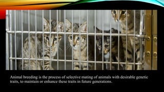 Mass Breeding in Animals is Illegal.pptx