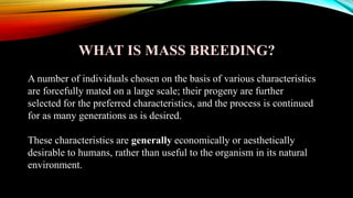 Mass Breeding in Animals is Illegal.pptx