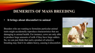 Mass Breeding in Animals is Illegal.pptx