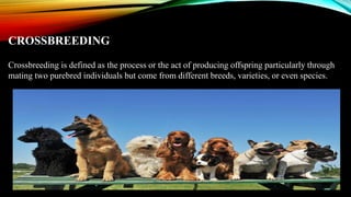 Mass Breeding in Animals is Illegal.pptx