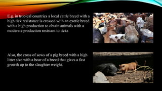 Mass Breeding in Animals is Illegal.pptx