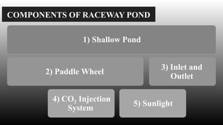 MASS CULTIVATION OF ALGAE IN CIRCULAR -TUBULAR COLUMN, RACEWAY POND AND ...