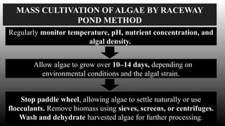 MASS CULTIVATION OF ALGAE IN CIRCULAR -TUBULAR COLUMN, RACEWAY POND AND ...