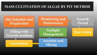 MASS CULTIVATION OF ALGAE IN CIRCULAR -TUBULAR COLUMN, RACEWAY POND AND ...