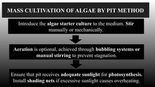 MASS CULTIVATION OF ALGAE IN CIRCULAR -TUBULAR COLUMN, RACEWAY POND AND ...