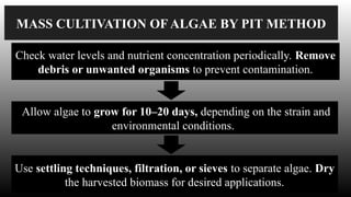 MASS CULTIVATION OF ALGAE IN CIRCULAR -TUBULAR COLUMN, RACEWAY POND AND ...