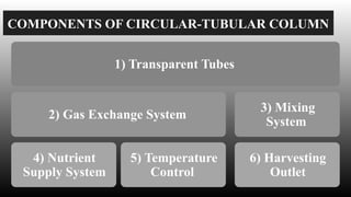 MASS CULTIVATION OF ALGAE IN CIRCULAR -TUBULAR COLUMN, RACEWAY POND AND ...