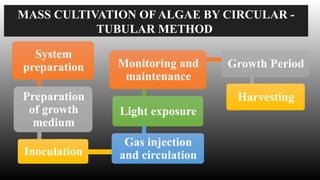 MASS CULTIVATION OF ALGAE IN CIRCULAR -TUBULAR COLUMN, RACEWAY POND AND ...