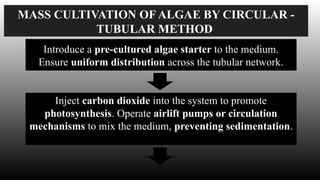 MASS CULTIVATION OF ALGAE IN CIRCULAR -TUBULAR COLUMN, RACEWAY POND AND ...