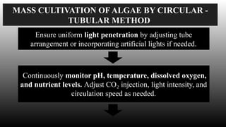 MASS CULTIVATION OF ALGAE IN CIRCULAR -TUBULAR COLUMN, RACEWAY POND AND ...