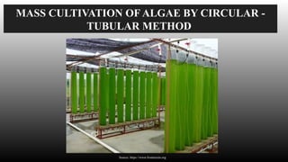 MASS CULTIVATION OF ALGAE IN CIRCULAR -TUBULAR COLUMN, RACEWAY POND AND ...