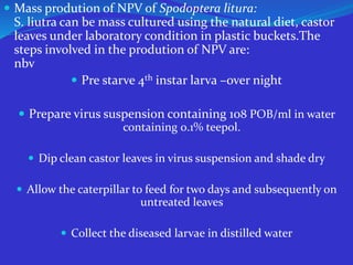 Mass culturing of npv | PPTX