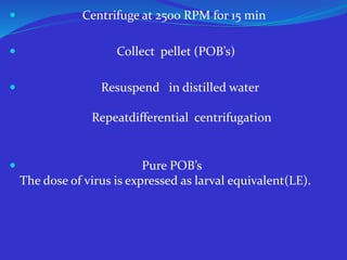 Mass culturing of npv | PPTX