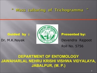 Mass culturing of trichogramma | PPT