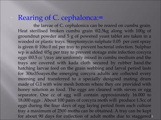 Mass culturing of trichogramma | PPT