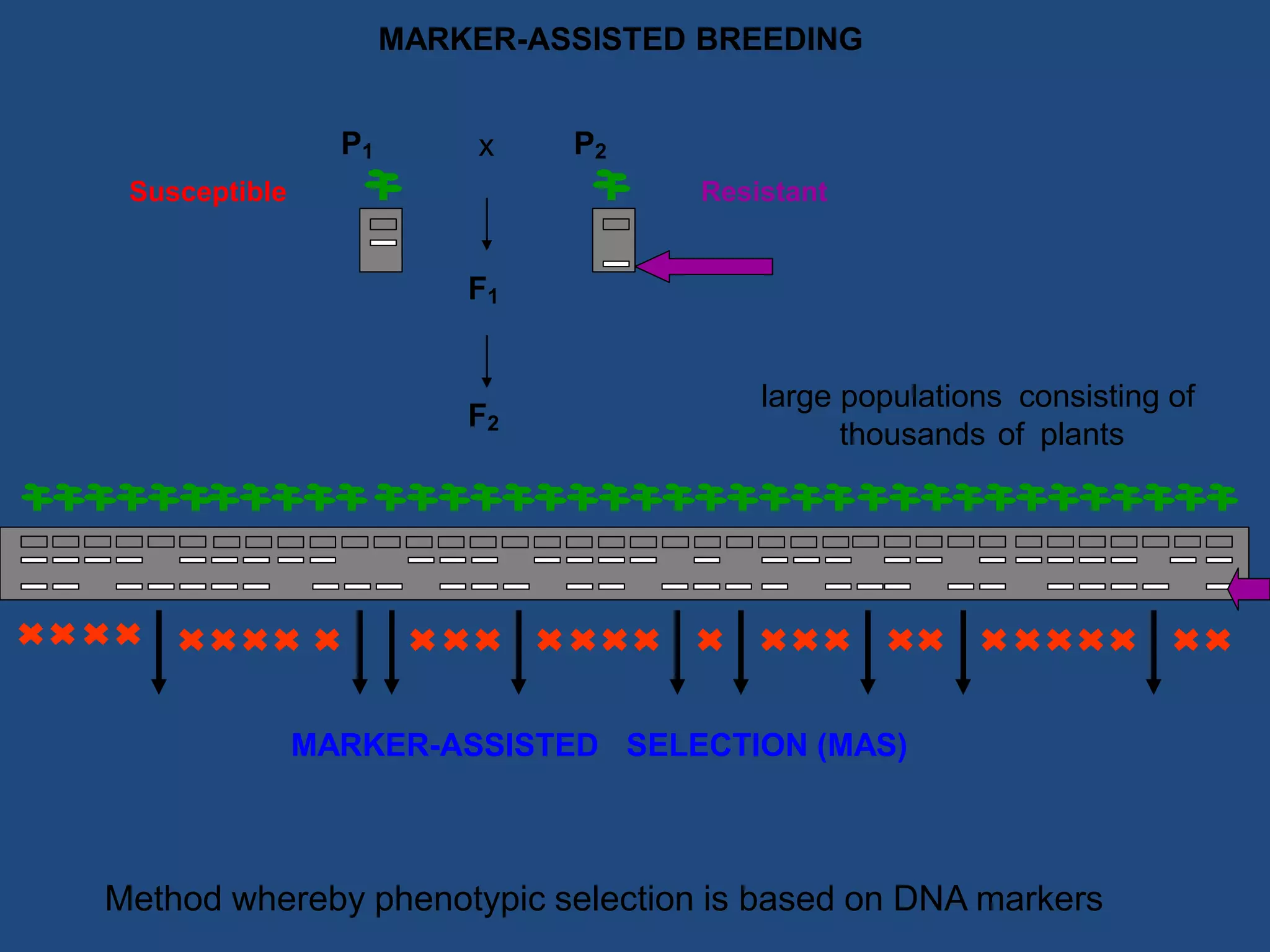 MAS ( Marker Assisted Selection) | PPT