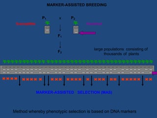 MAS ( Marker Assisted Selection) | PPT