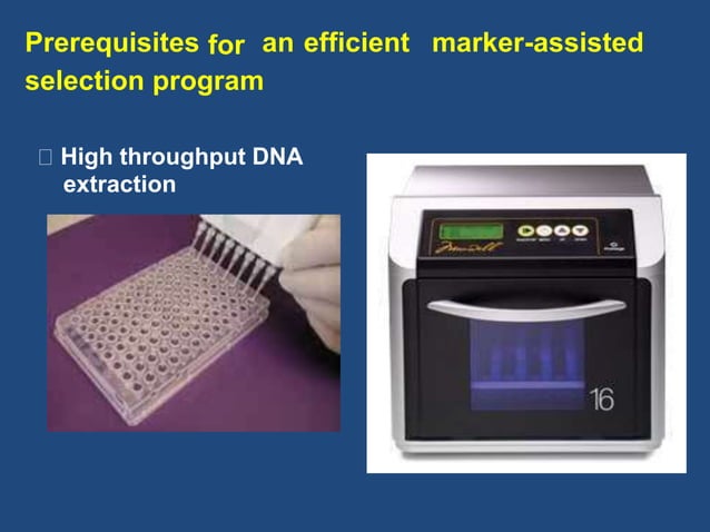 MAS ( Marker Assisted Selection) | PPT