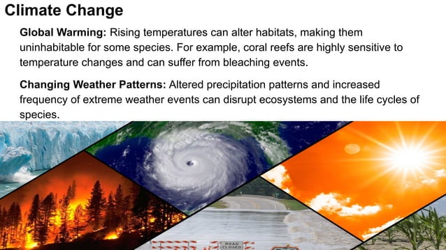 Mass Extinctions and Human Activity.pptx