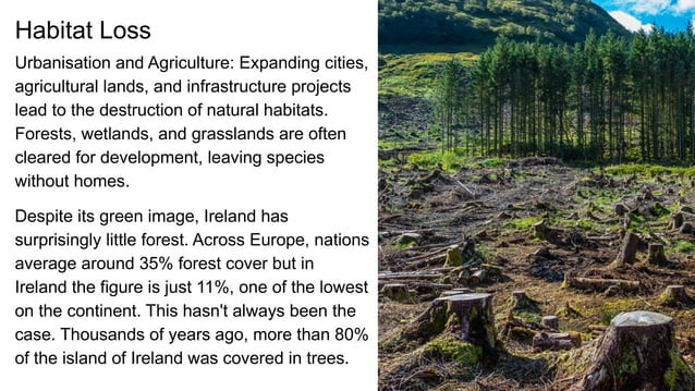 Mass Extinctions and Human Activity.pptx