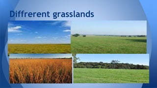 Massimo's Grassland Biome | PPTX