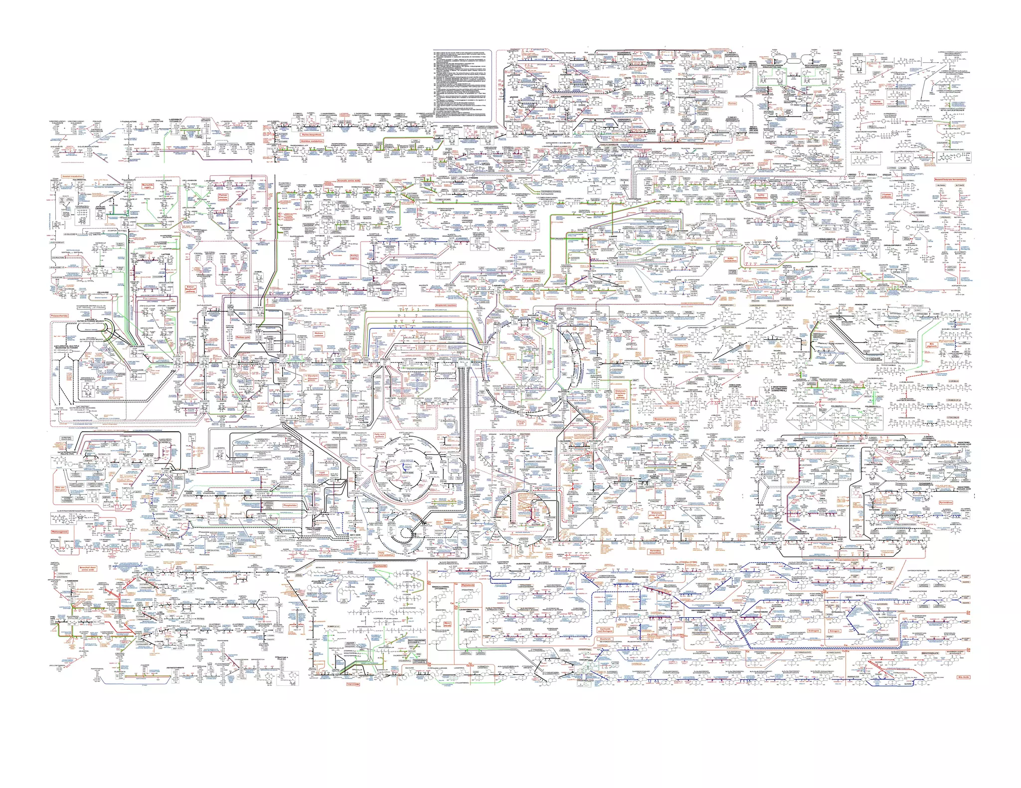 Massive high definition human metabolic map | PDF