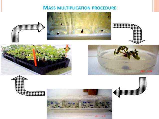 Mass multiplication procedure for tissue culture and PTC requirement ...