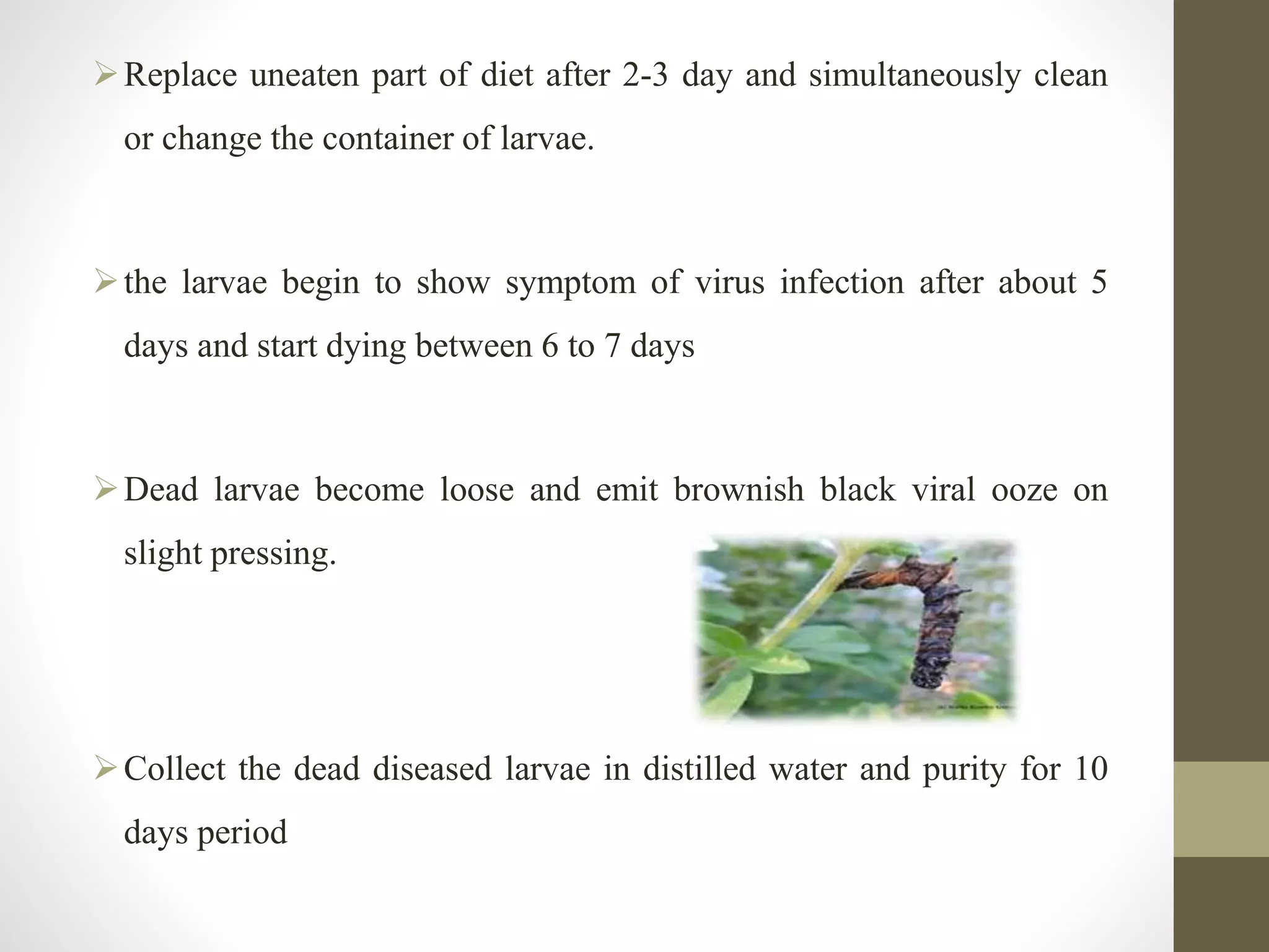 Mass producation HaNPV & EPN | PPTX