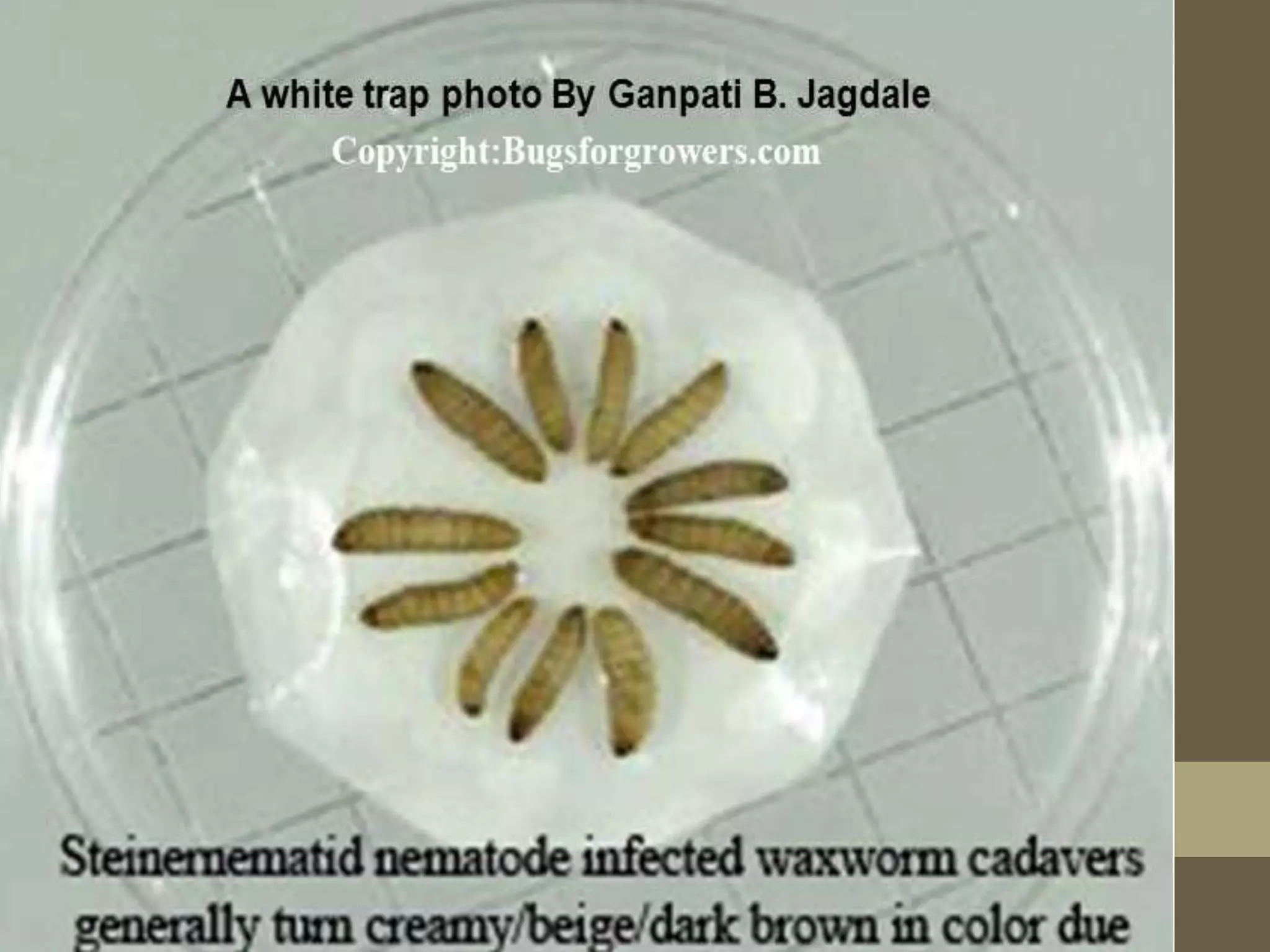 Mass producation HaNPV & EPN | PPTX