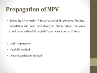 Mass producation HaNPV & EPN | PPTX