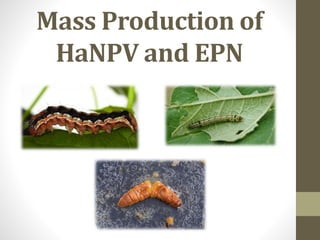 Mass producation HaNPV & EPN | PPTX