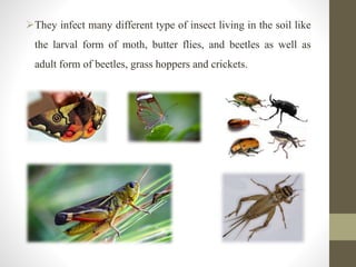 Mass producation HaNPV & EPN | PPTX