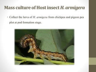 Mass producation HaNPV & EPN | PPTX