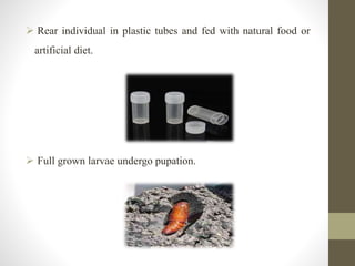 Mass producation HaNPV & EPN | PPTX