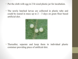 Mass producation HaNPV & EPN | PPTX