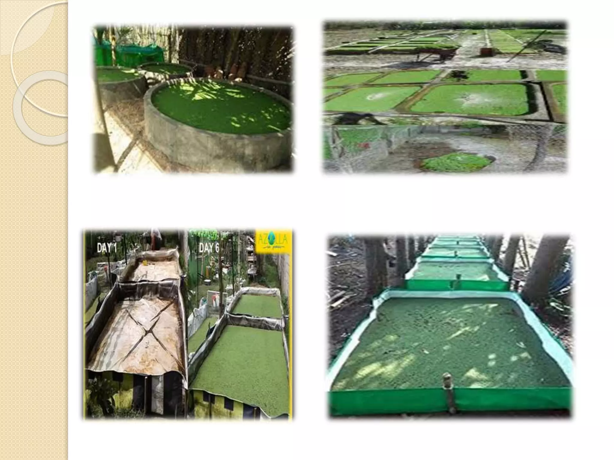 Mass Production of Blue Green Algae, Azolla and Its Application in ...