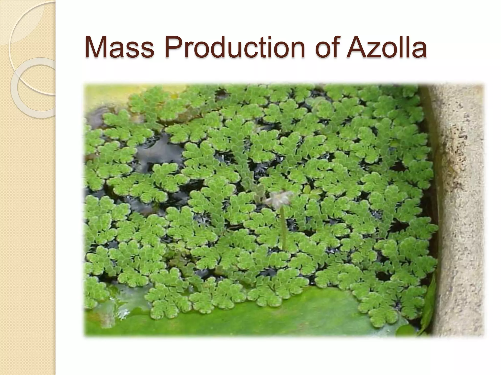 Mass Production of Blue Green Algae, Azolla and Its Application in ...
