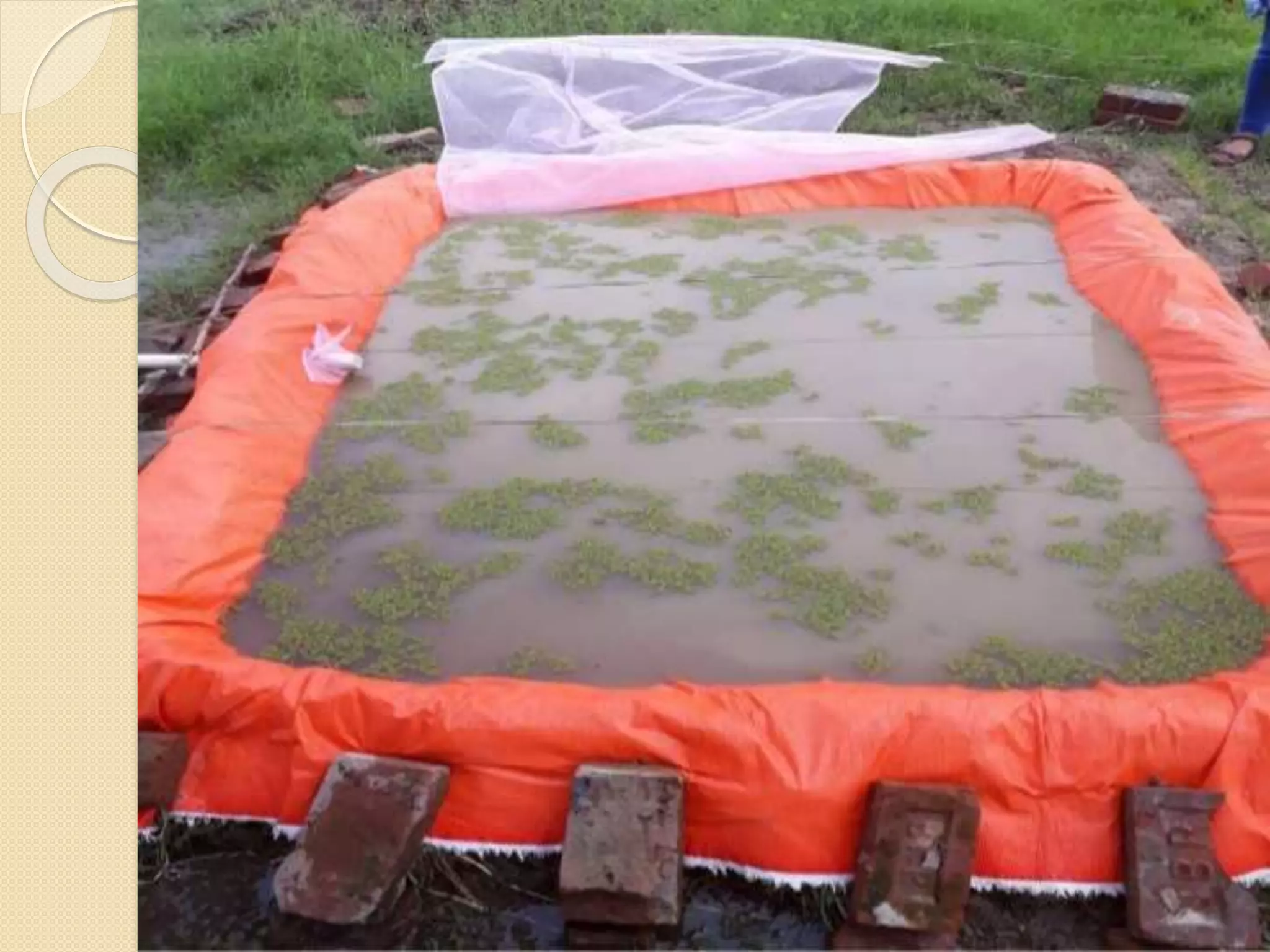 Mass Production of Blue Green Algae, Azolla and Its Application in ...