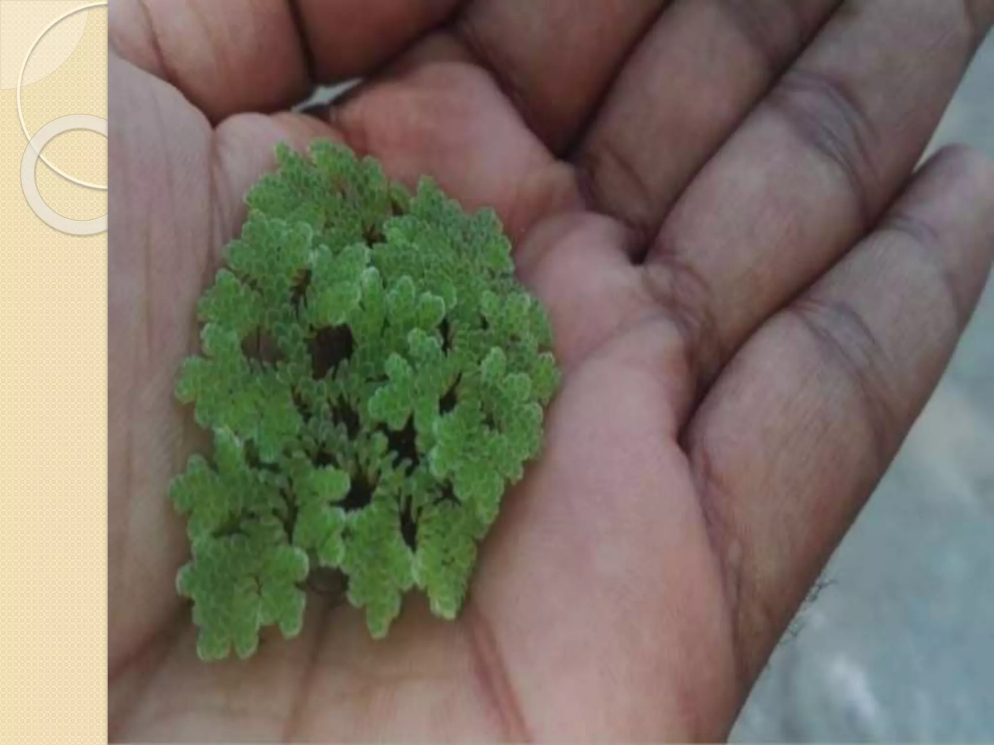 Mass Production of Blue Green Algae, Azolla and Its Application in ...