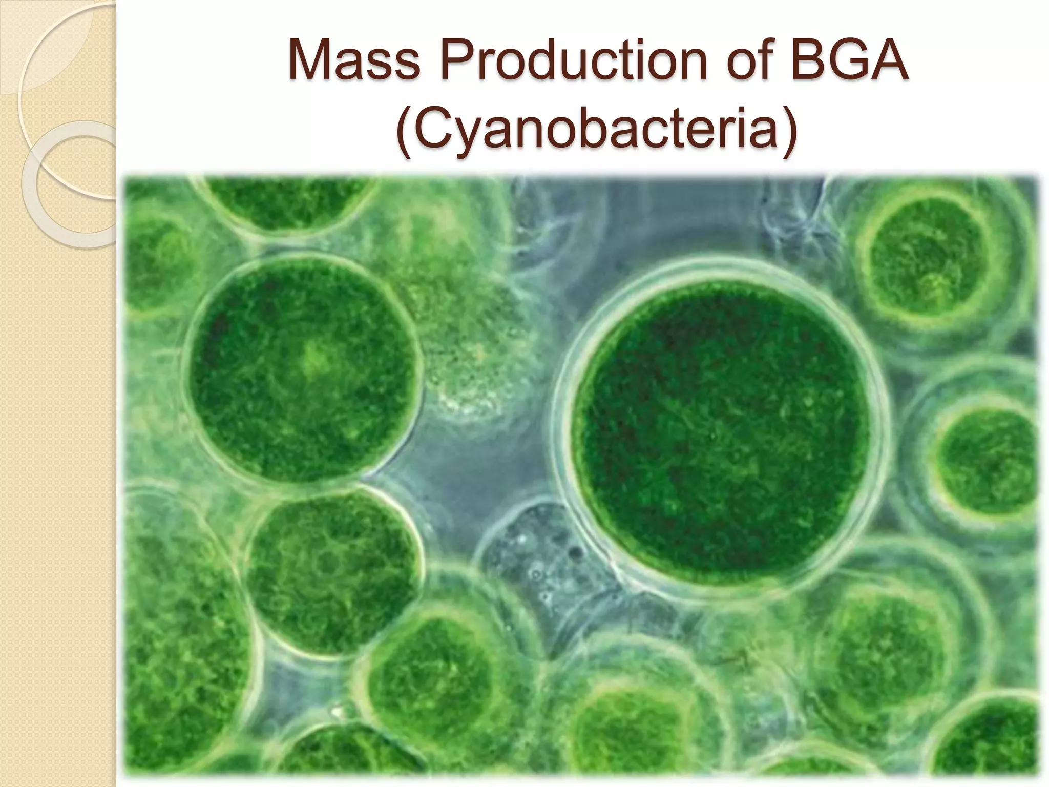 Mass Production of Blue Green Algae, Azolla and Its Application in ...