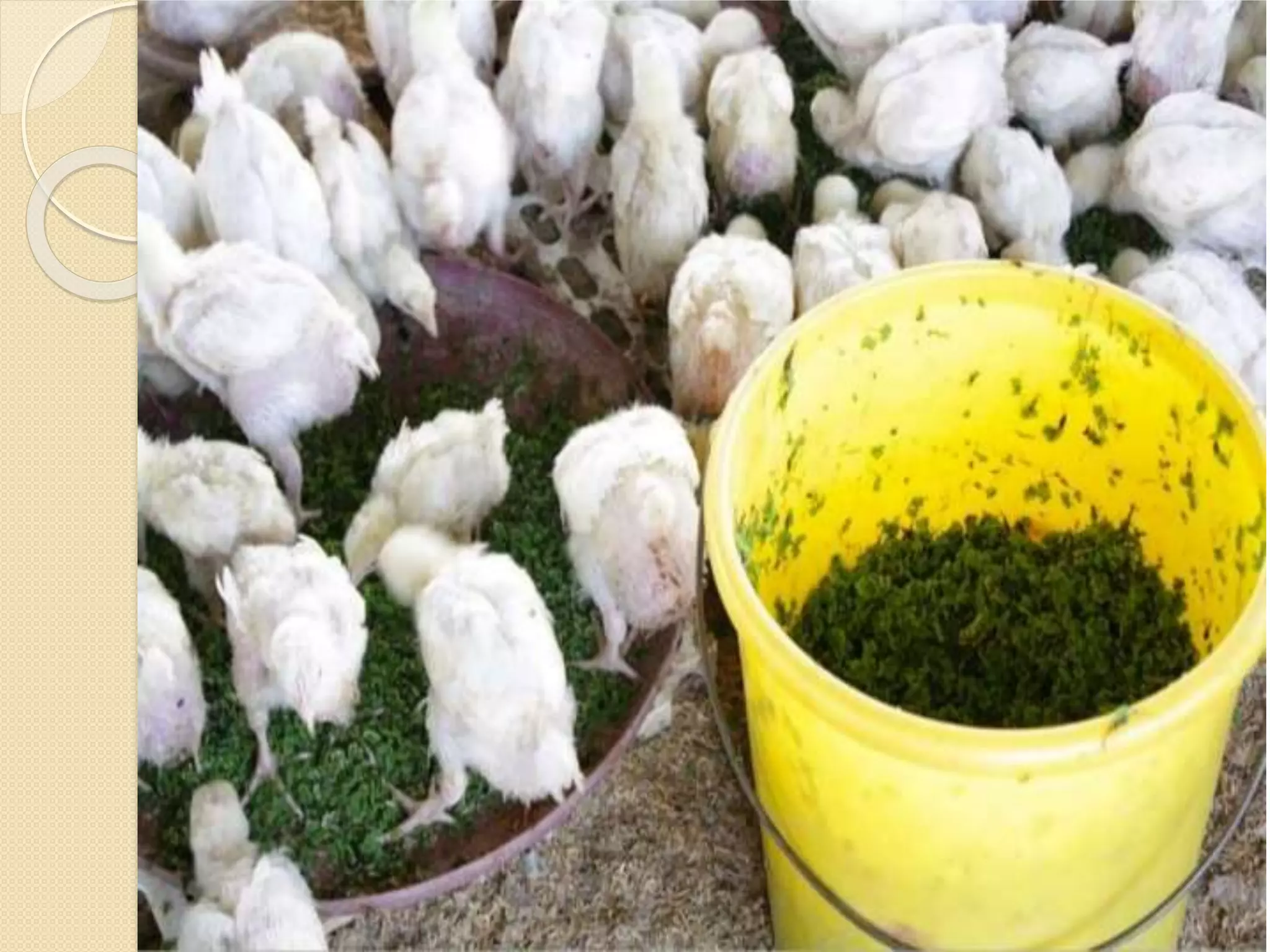 Mass Production of Blue Green Algae, Azolla and Its Application in ...