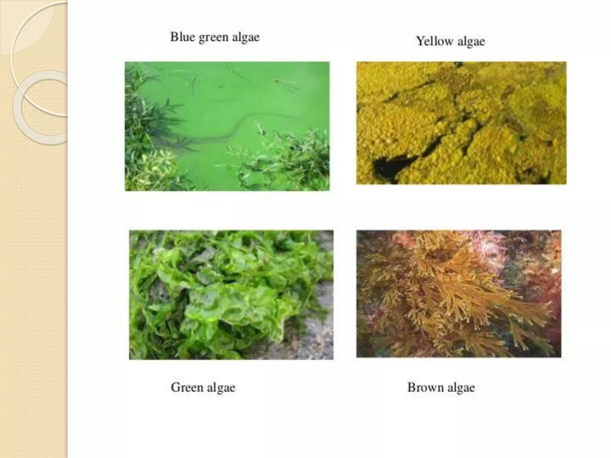 Mass Production of Blue Green Algae, Azolla and Its Application in ...