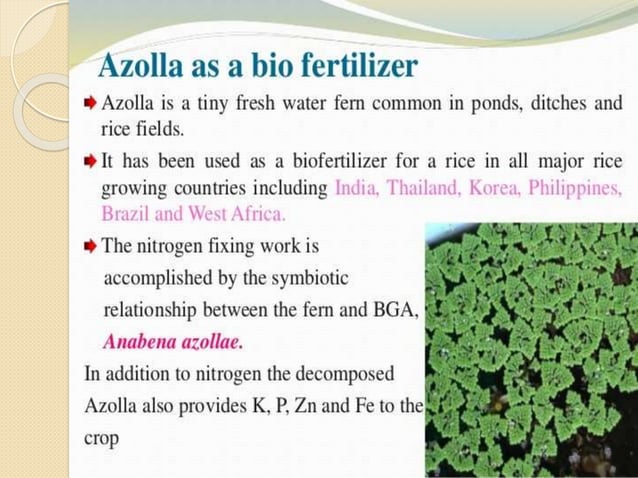 Mass Production of Blue Green Algae, Azolla and Its Application in ...